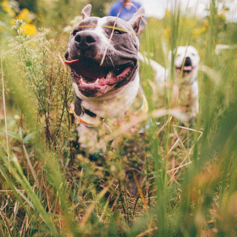 Pet – SoL Farms
